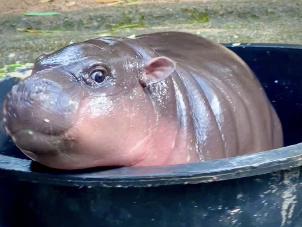 ดูหมูเด้งออนไลน์ 24 ชั่วโมง Moodeng Now ช่องใหม่สำหรับชมน้องหมูเด้งฟรี ทั้งบนทีวี มือถือ แท็บเล ...