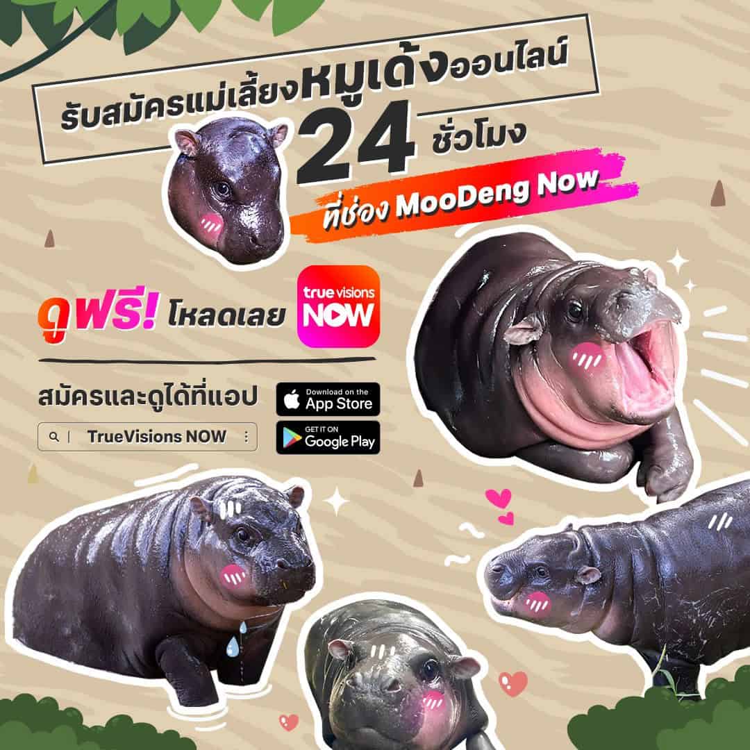 ดูหมูเด้งออนไลน์ 24 ชั่วโมง Moodeng Now ช่องใหม่สำหรับชมน้องหมูเด้งฟรี ...